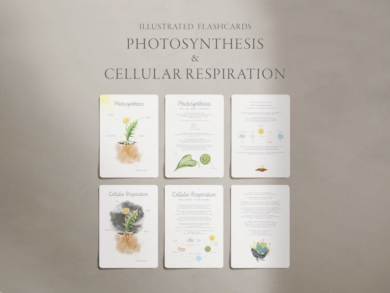 Photosynthesis & Cellular Respiration Study Bundle - Etsy
