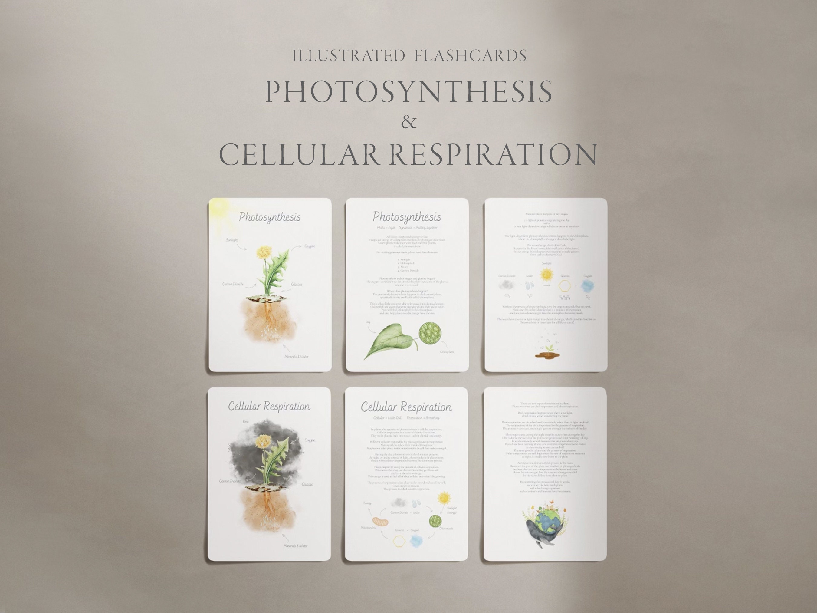 Photosynthesis & Cellular Respiration, Study Bundle, Homeschool ...
