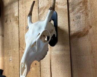 European Skull Mount Hanger - Etsy