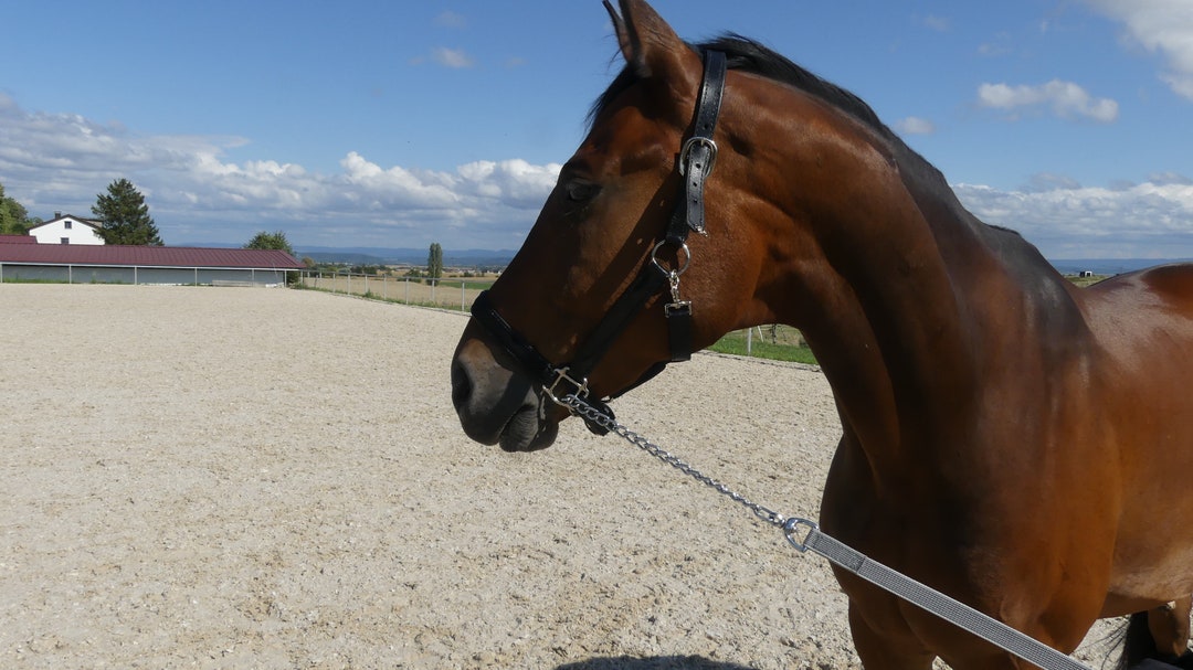 Lead Chain Stallion Chain Lead Horse Non-slip Light Gray With Horse ...