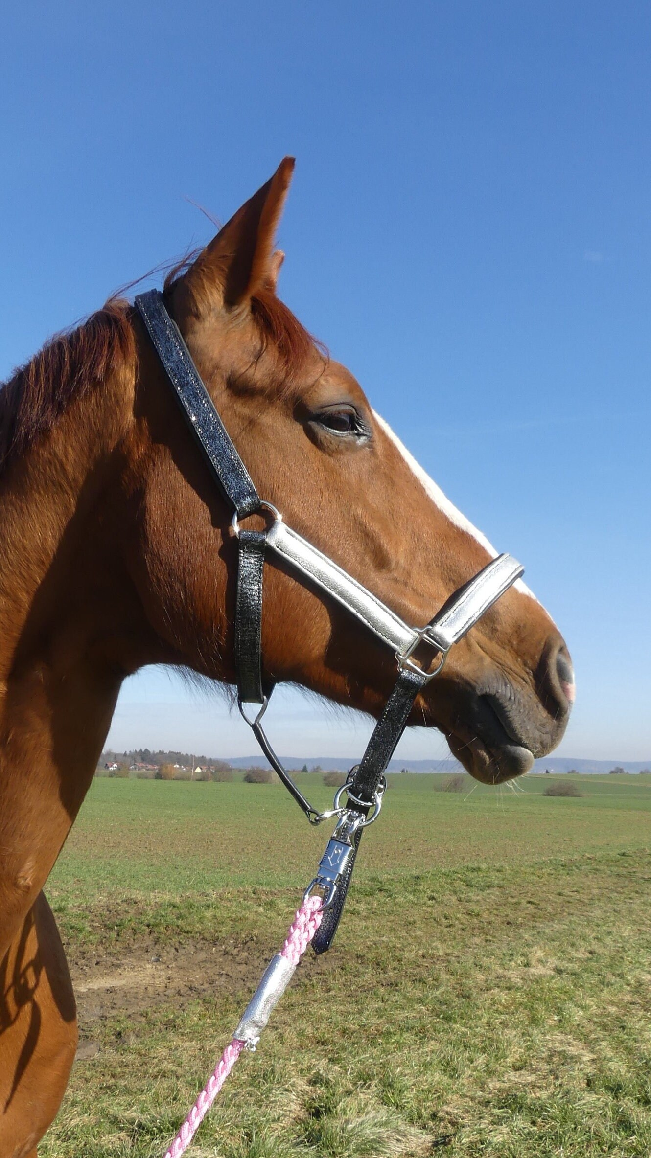 Silver Leather Halter With Silver Noseband and Cheekpieces Hand-sewn ...