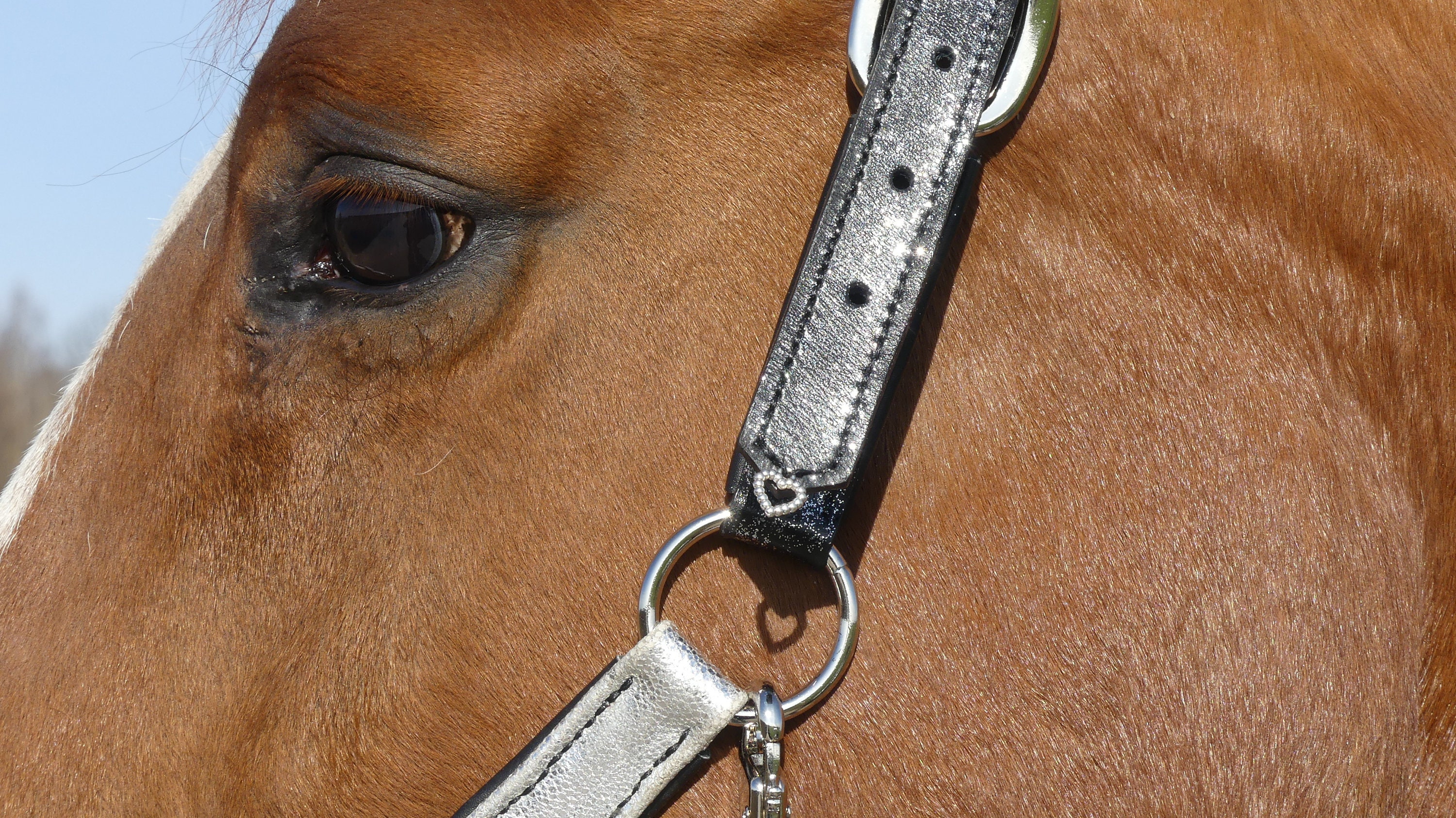 Silver Leather Halter With Silver Noseband and Cheekpieces Hand-sewn ...