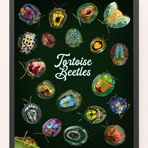 Tortoise Beetles Print - Etsy