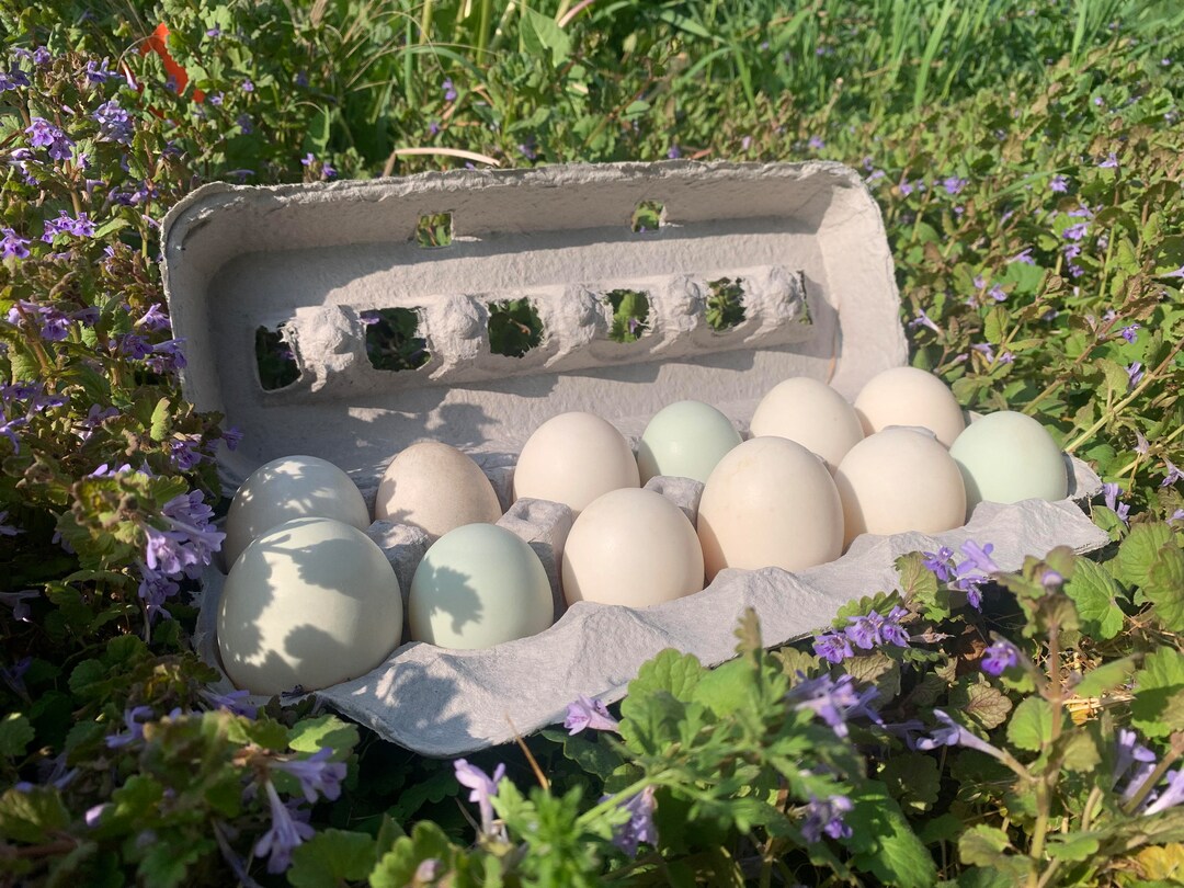 Fresh Duck Eggs, Colorful, Dozen - Etsy