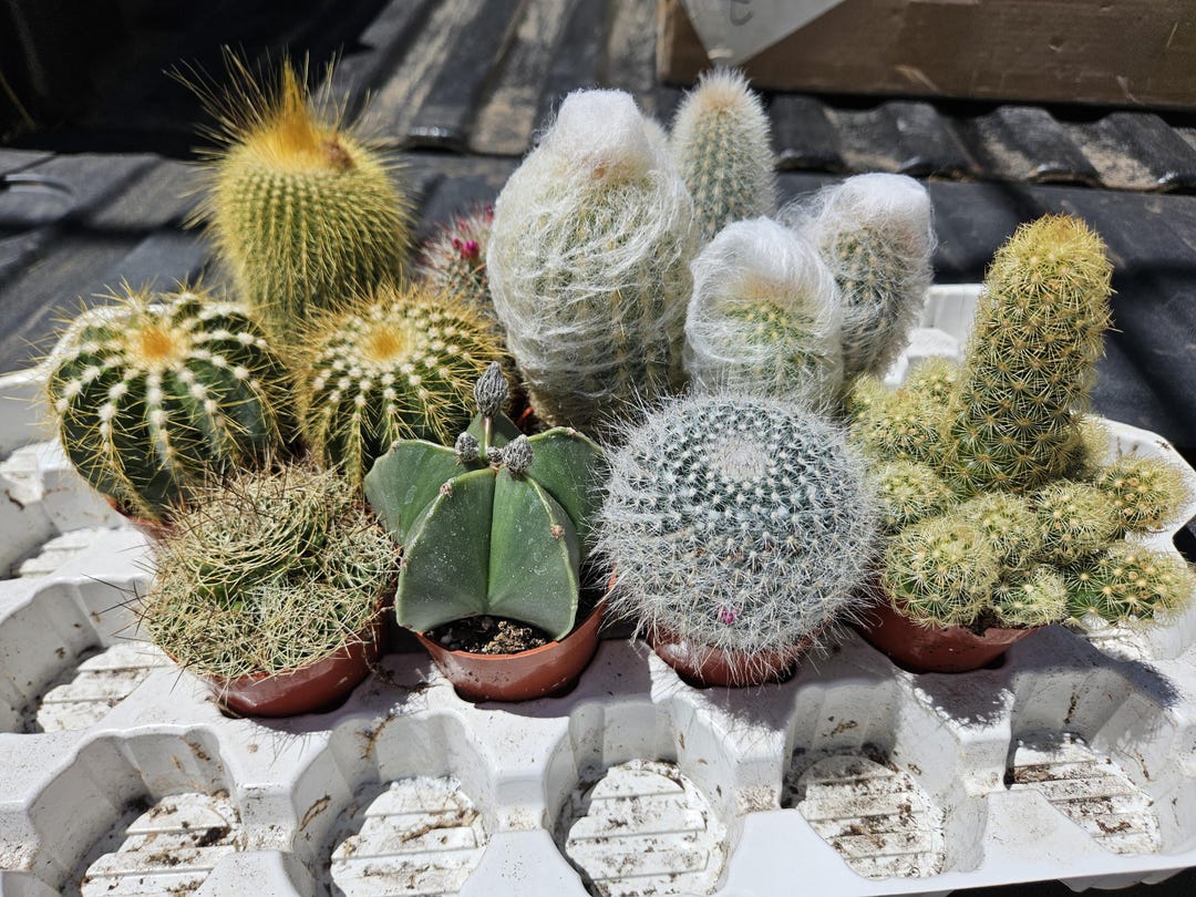 Cacti! 6 Pack Assorted 2.5" Cactus - Growers Choice - Mixed Types ...