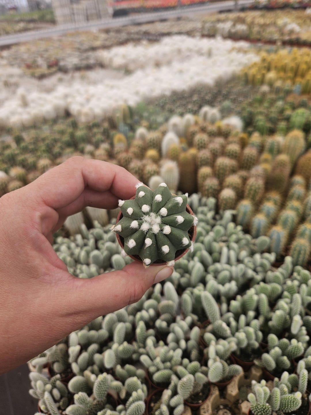 Cacti! 10 Pack Assorted 1.5" Cactus - Growers Choice - Mixed Types ...