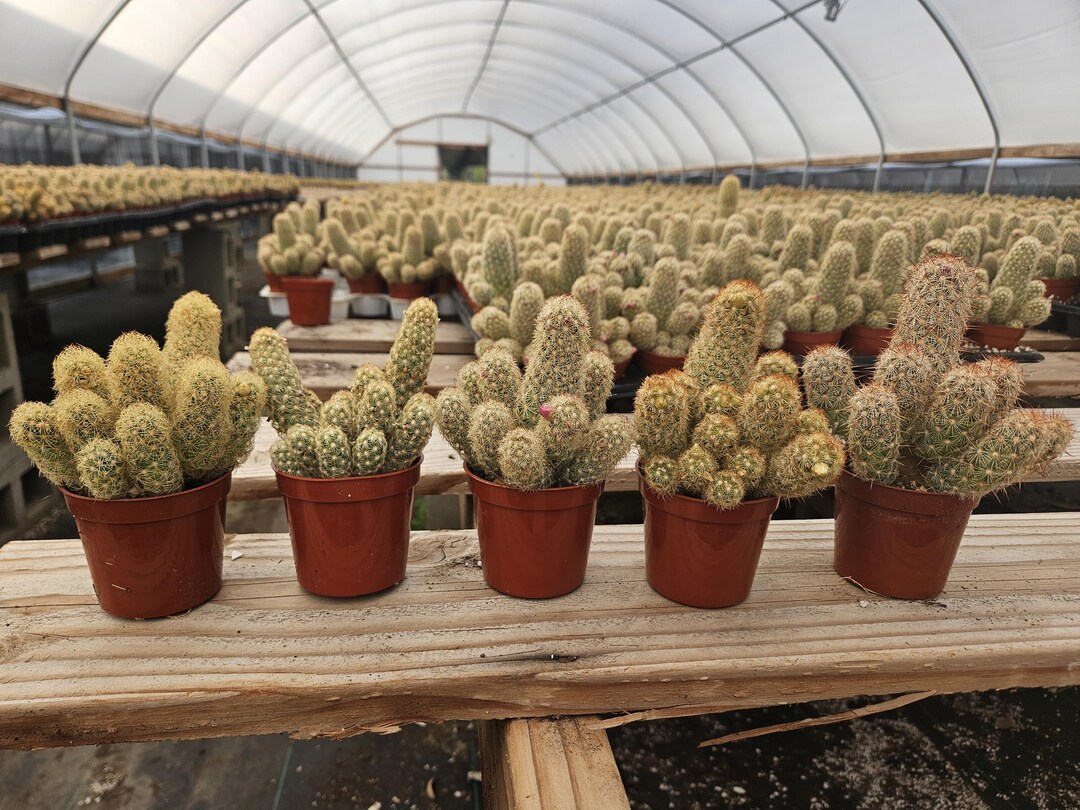 Mammillaria Elongata - Lady Finger Cacti - Fancy Cacti - Beautiful ...