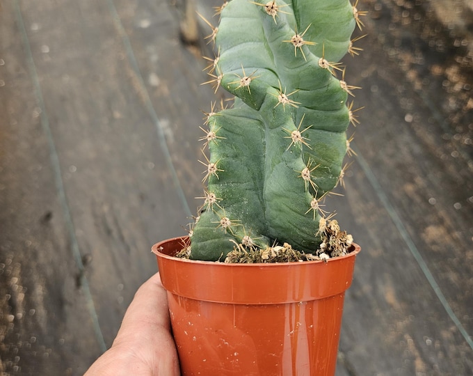 Cereus Peruvianus Spiral Cactus Rare Plant, Super Pretty - Etsy