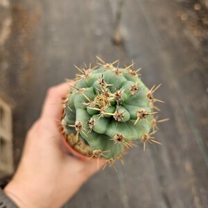 Cereus Peruvianus - Spiral Cactus - Rare Plant, Super Pretty - Etsy