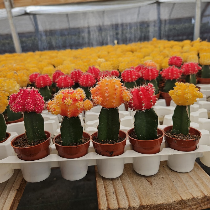 Grafted Succulent Cactus - Etsy