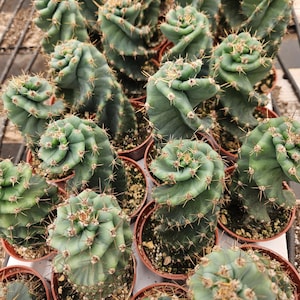 Cereus Peruvianus - Spiral Cactus - Rare Plant, Super Pretty - Etsy