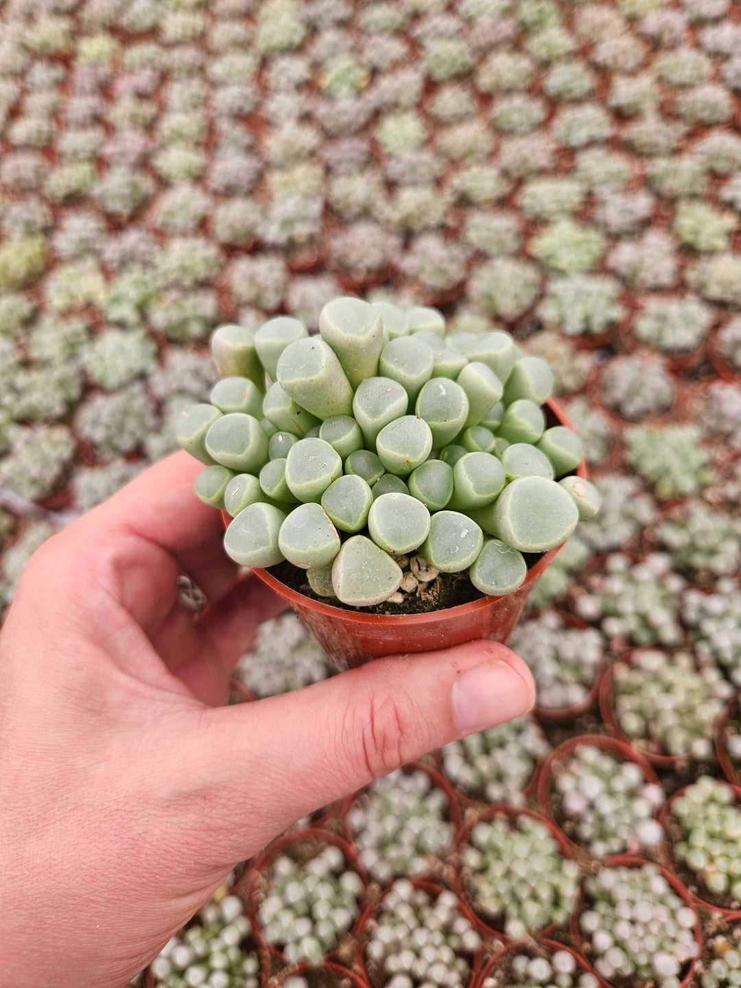 Baby Toes Succulent - Fenestraria Aurantiaca. Specialty Succulents - Etsy