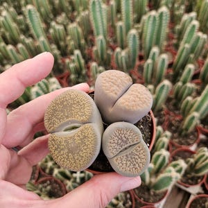 Lithops Jumbo Massive Lithops, Nice and Fat and Healthy - Etsy