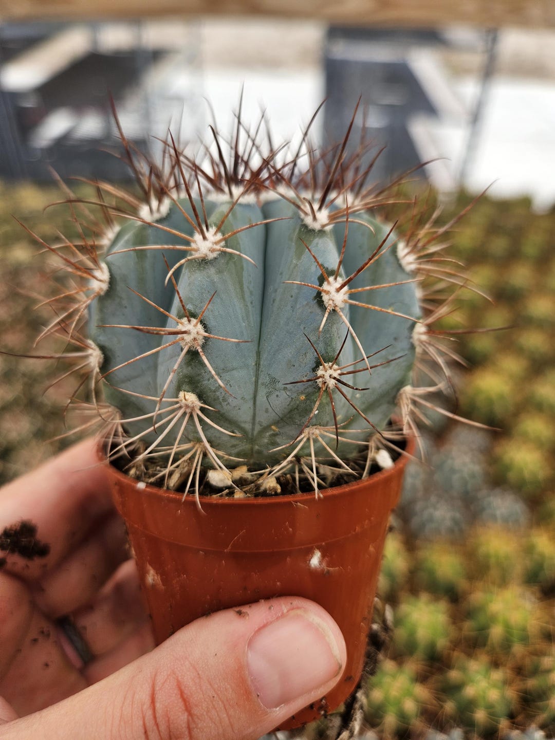 Blue Melocactus Azureus: Rare Turks Cap Cactus - 6.5cm Pot - Etsy