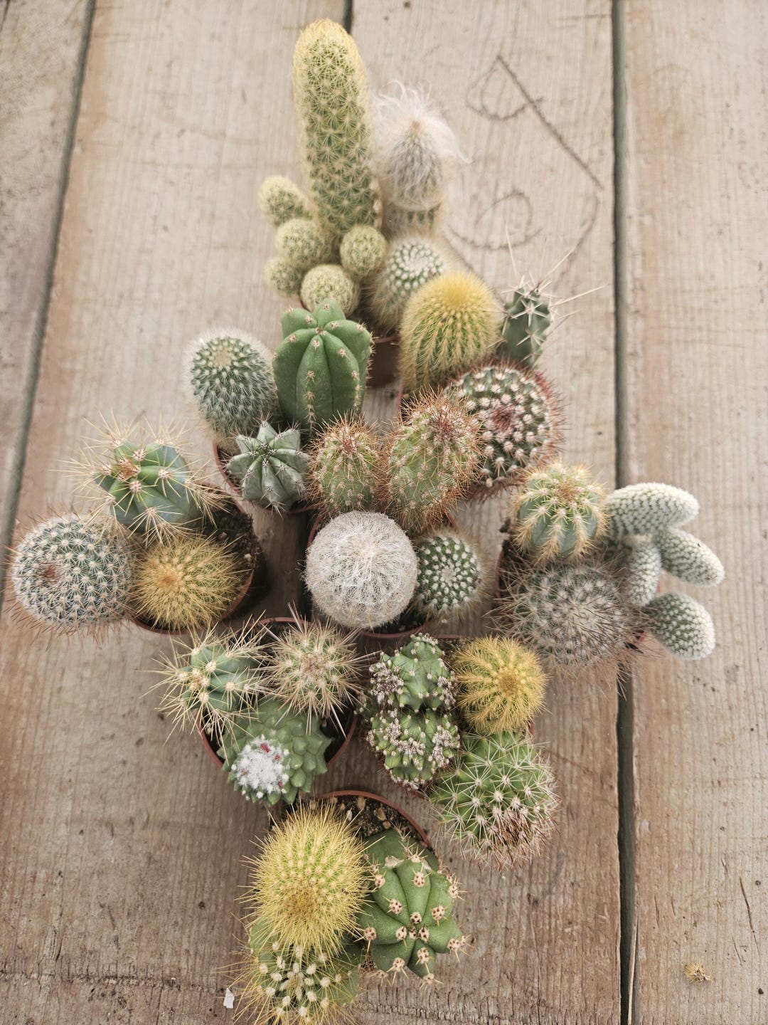 Mini Cactus Combo: Assorted Varieties in Pot - Etsy