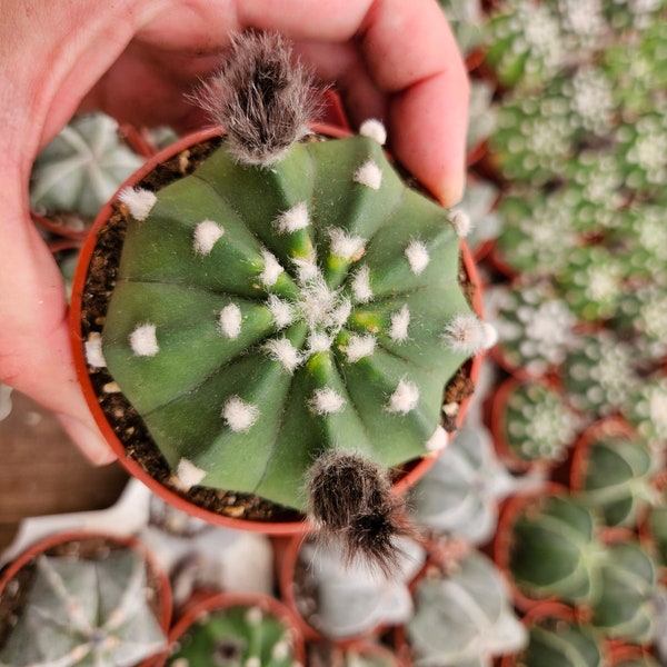 Domino Cactus - Etsy