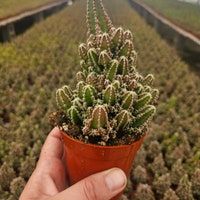 Fairy Castle Cactus | Fairytale Castle Live Indoor Succulent Plant ...