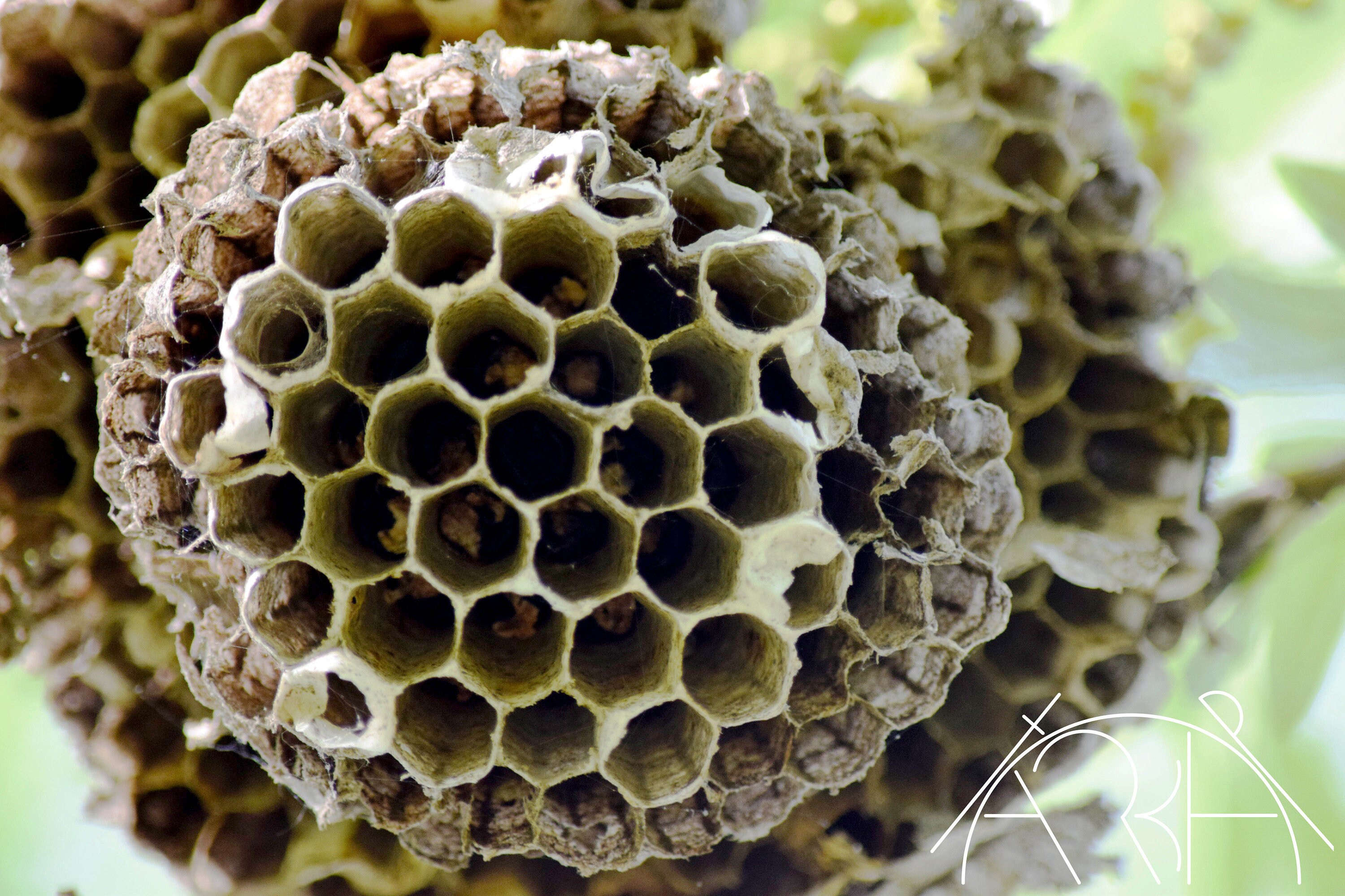 Wasp Hive Visible in Cones Beige Professional Fine Art Photograph Wall ...