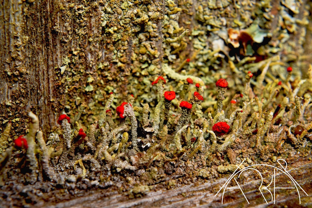 British Soldiers Dendroica Cerulea Lichen North Woods Fine Art ...