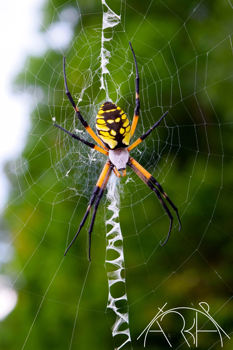 Argiope Aurantia Common Garden Orb Weaver Spider Arachnid Yellow Black ...