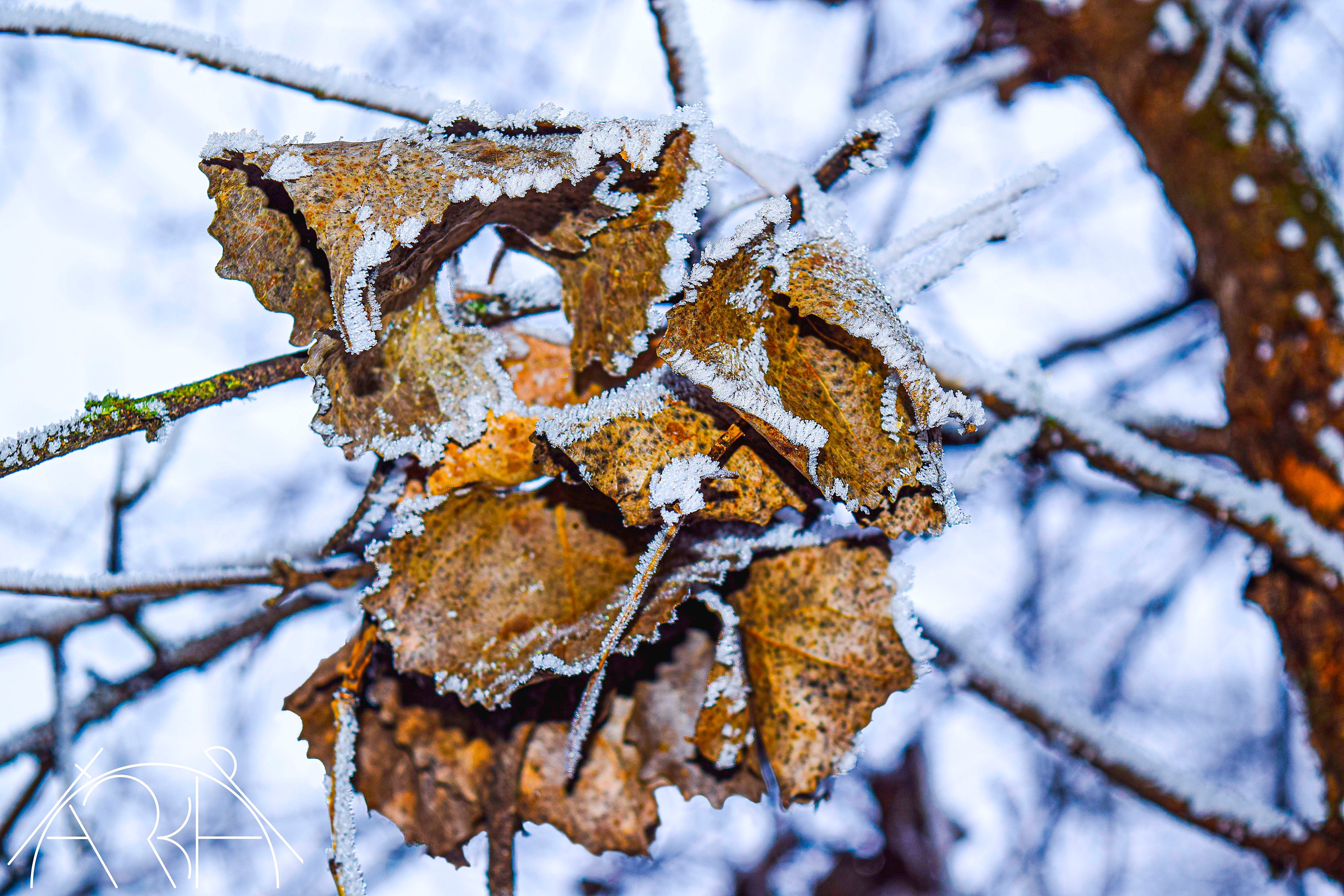 Crystalline Hoar Frost Leaves Photograph Brown Winter Limited Edition ...