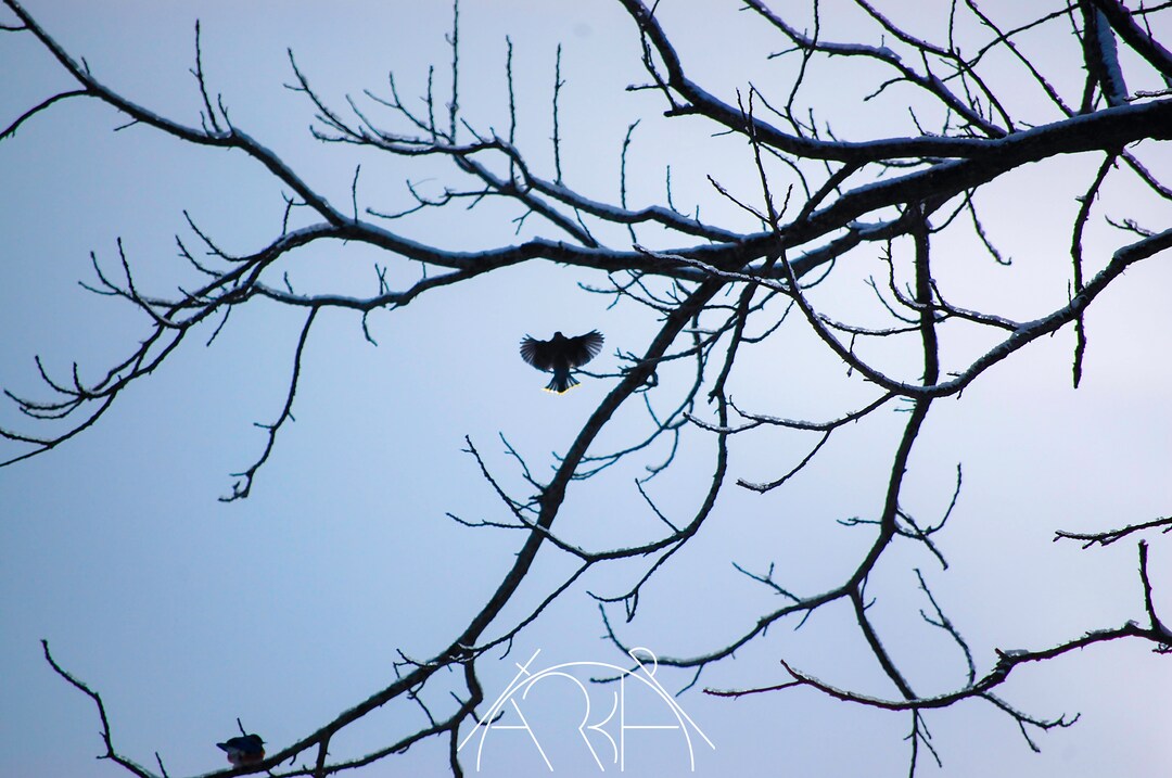 Winter Bird Branch Aviary Stretch Limited Edition Hand Signed Original ...