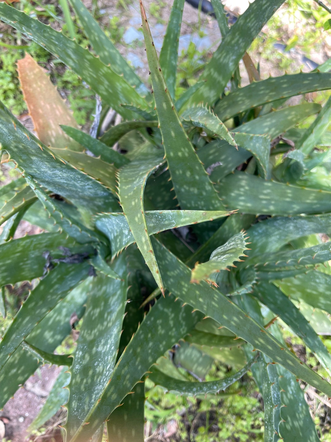 Soap Aloe, Zebra Aloe, Aloe Maculata, Aloe Saponaria Houseplant or ...