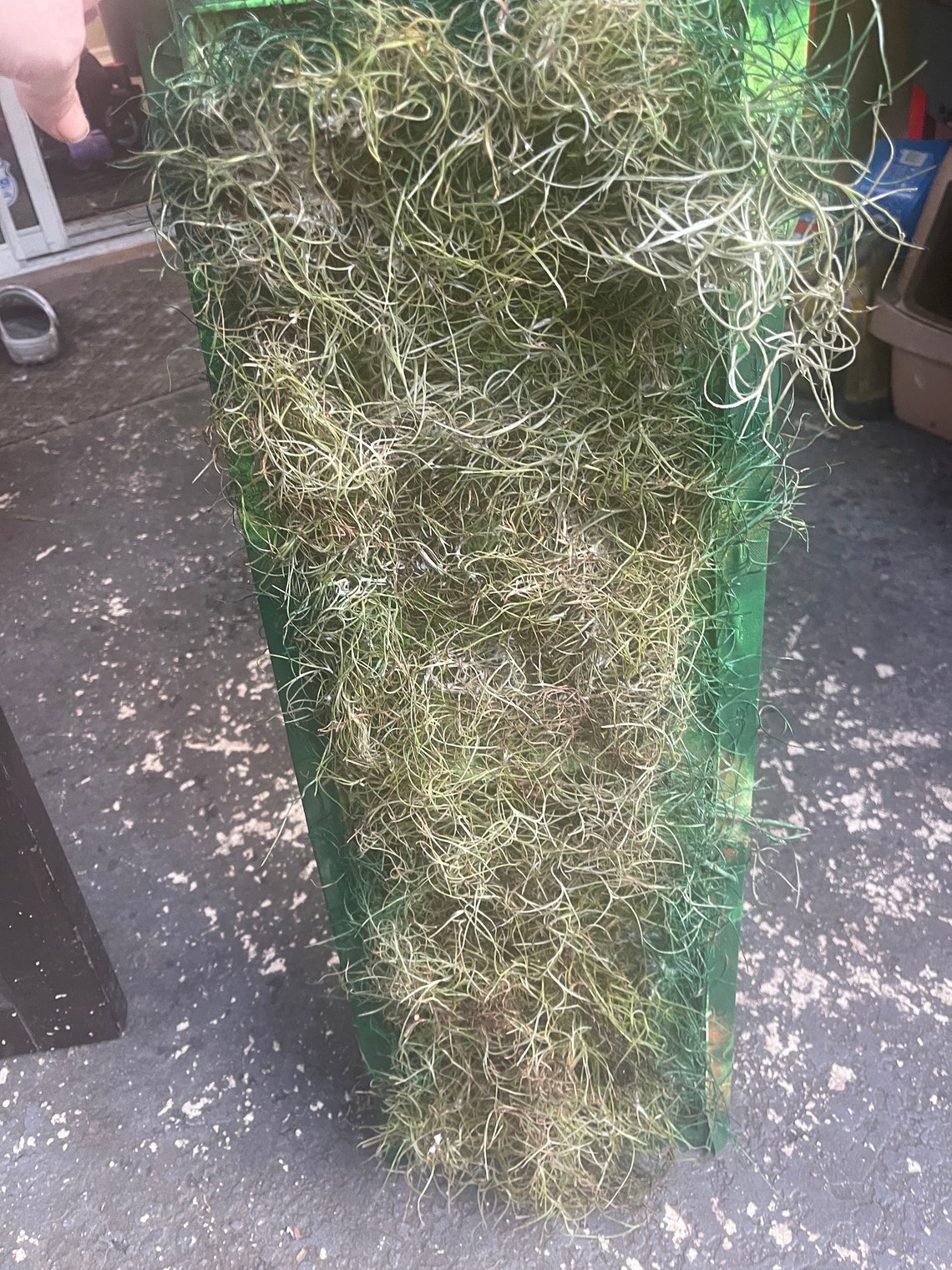 Spanish Moss- Beautiful Authentic Live Spanish Moss - Etsy