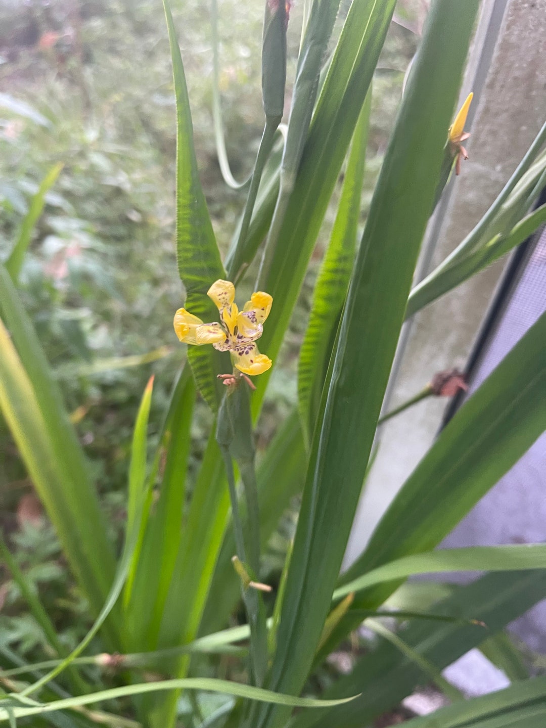 Yellow Walking Iris, Hand of God, Neomarica Longifolia, Apostle Iris ...