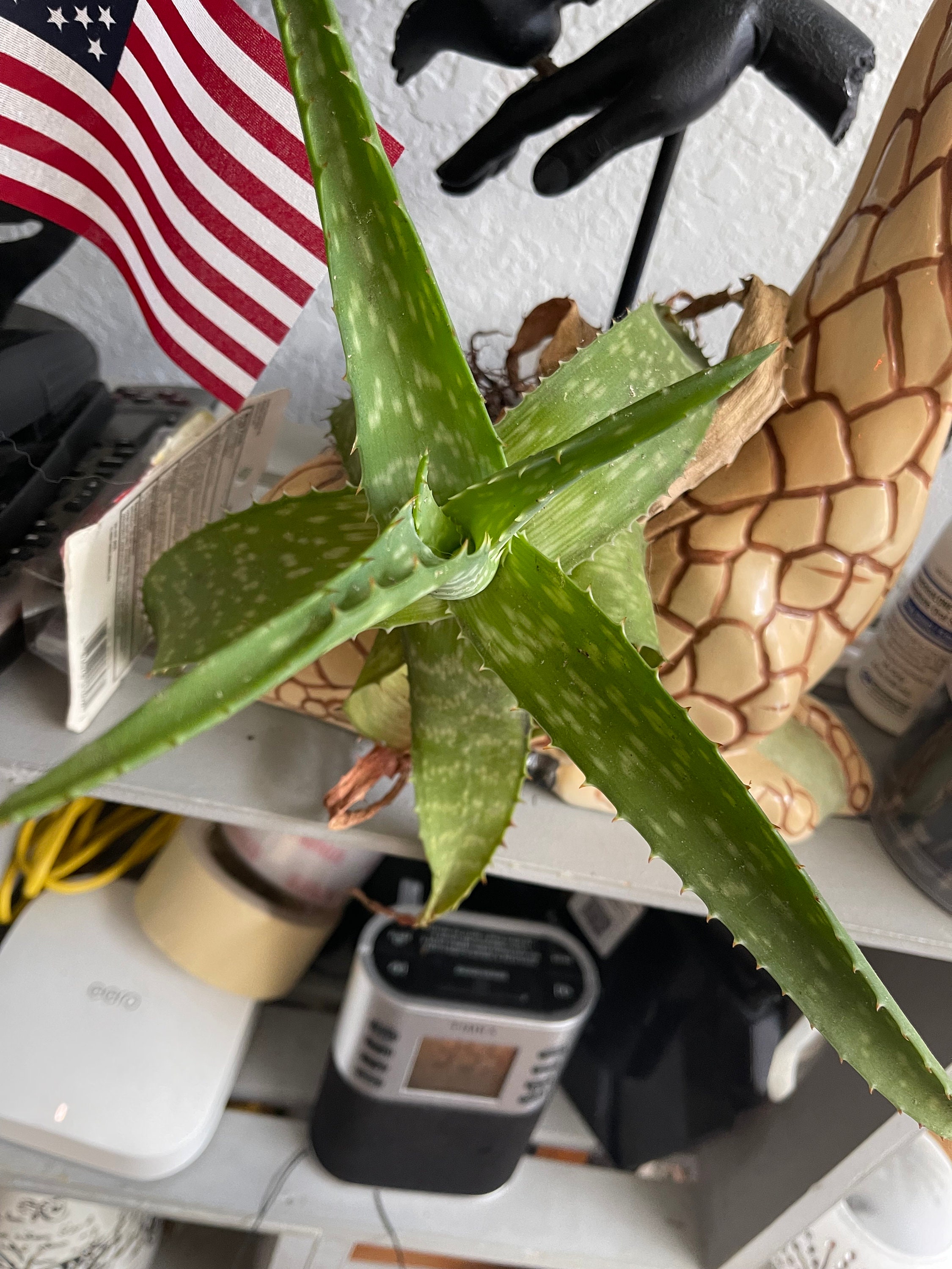 Soap Aloe, Zebra Aloe, Aloe Maculata, Aloe Saponaria Houseplant or ...