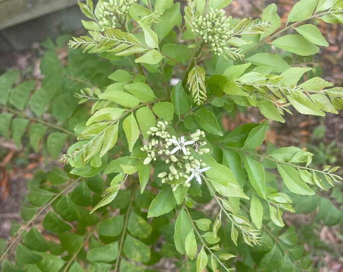 Curry Leaf Plant Seeds 10 Grown in USA Freshly Harvested Murraya ...