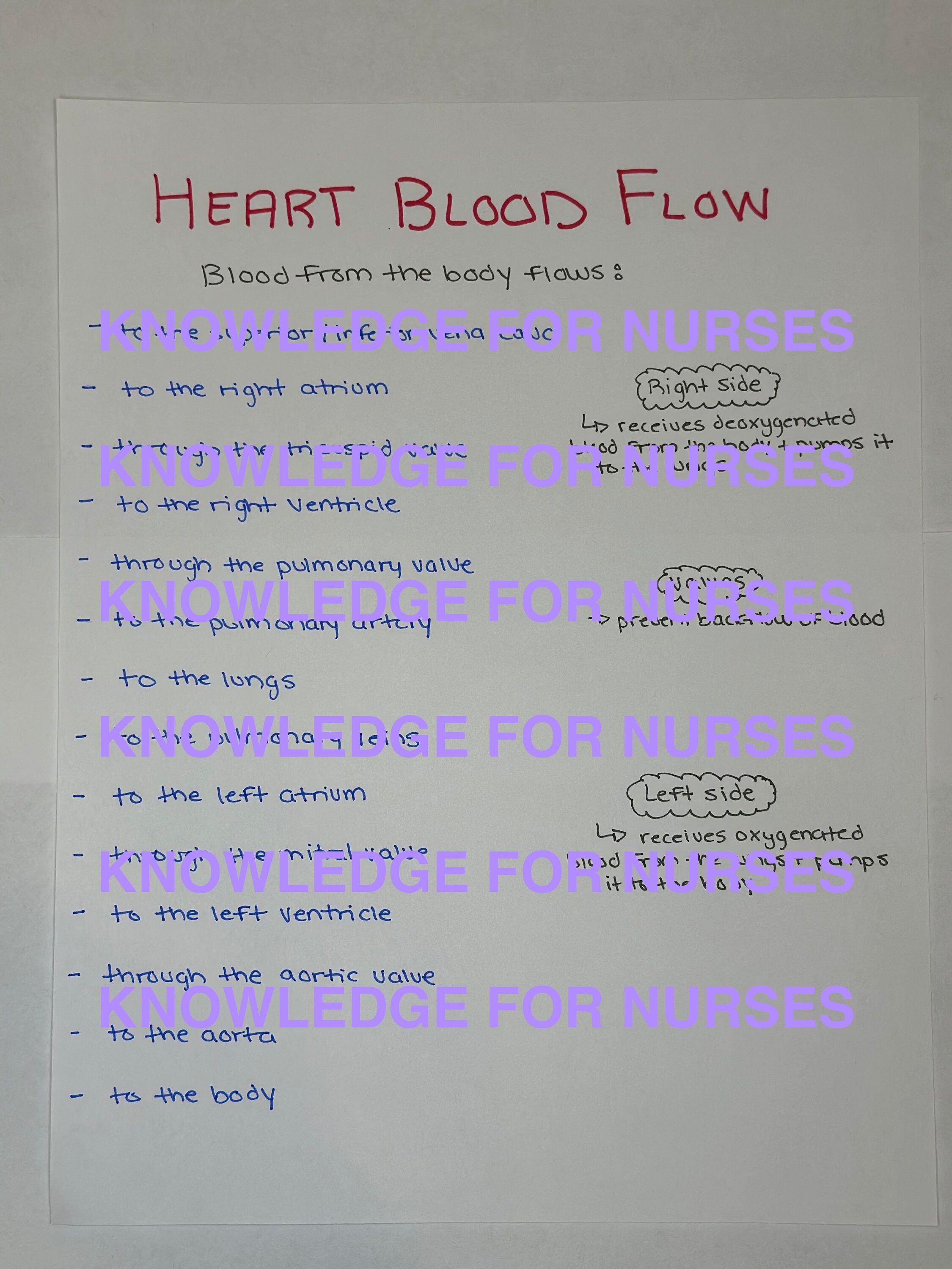The Heart Anatomy and Blood Flow Quick Study Guide for Nurses/nursing ...