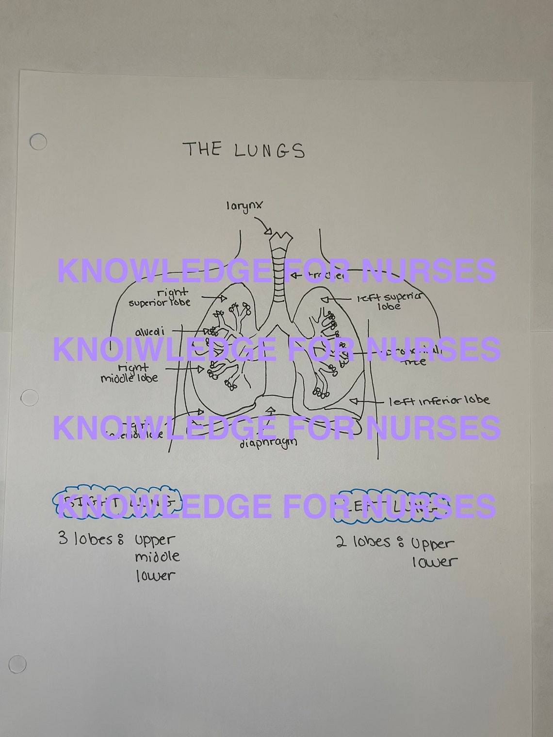 Lung Anatomy Quick Study Sheet With Diagram for Nurses and Nursing ...