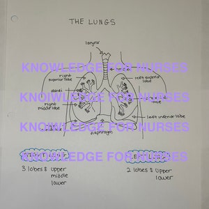 Lung Anatomy Quick Study Sheet With Diagram for Nurses and Nursing ...