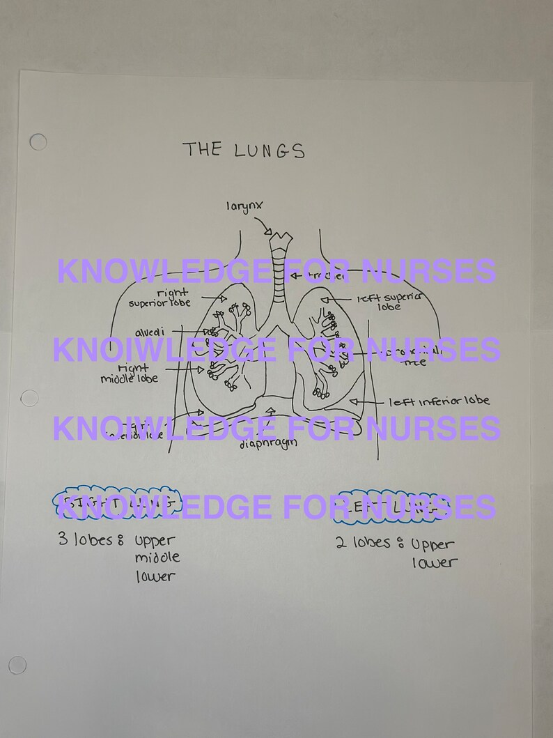 Lung Anatomy Quick Study Sheet With Diagram for Nurses and Nursing ...