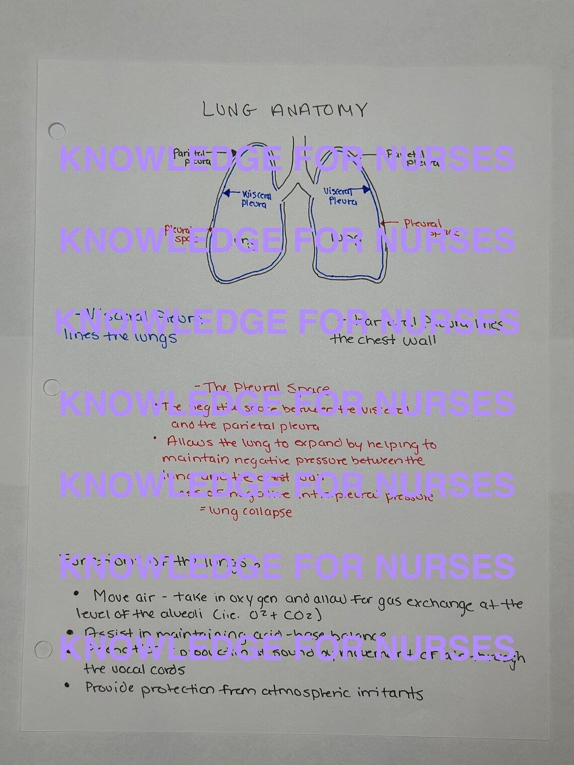 Lung Anatomy Quick Study Sheet With Diagram for Nurses and Nursing ...