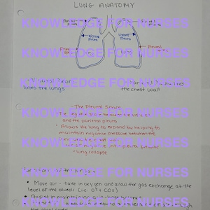Lung Anatomy Quick Study Sheet With Diagram for Nurses and Nursing ...