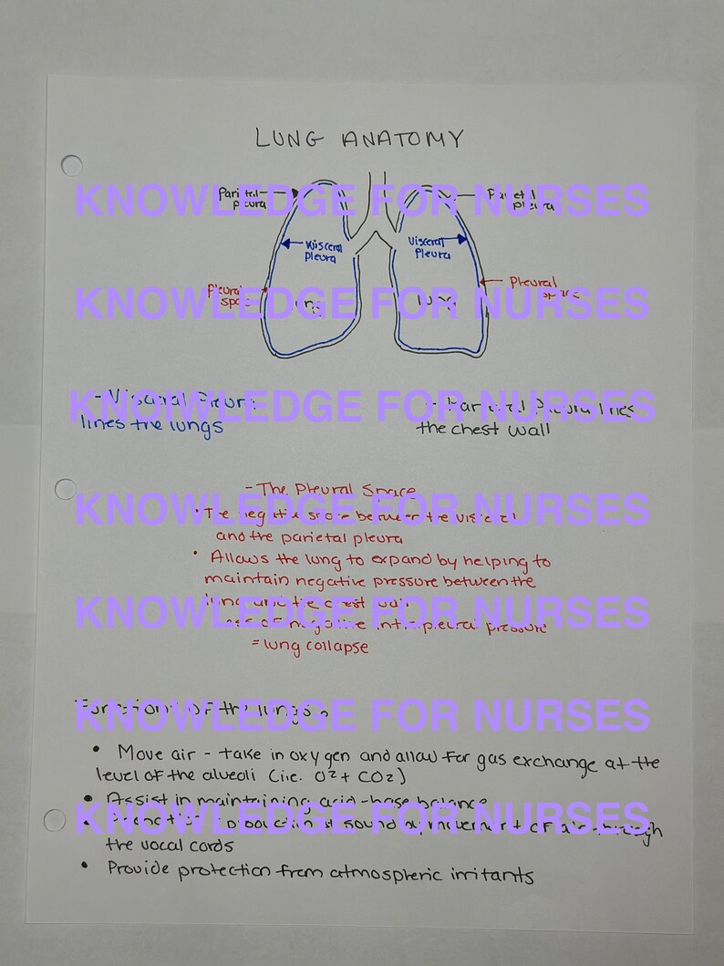 Lung Anatomy Quick Study Sheet With Diagram for Nurses and Nursing ...