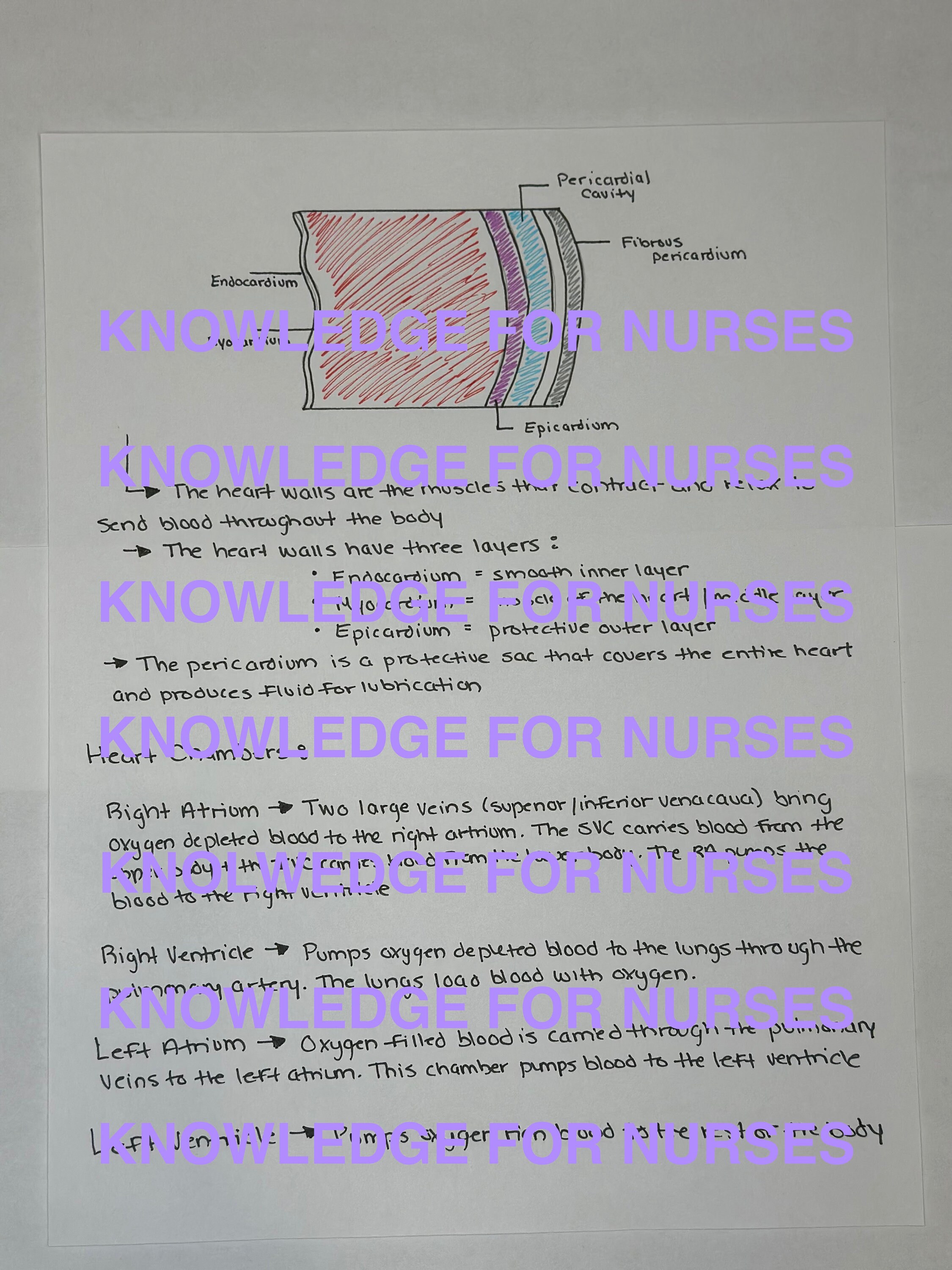 The Heart Anatomy and Blood Flow Quick Study Guide for Nurses/nursing ...