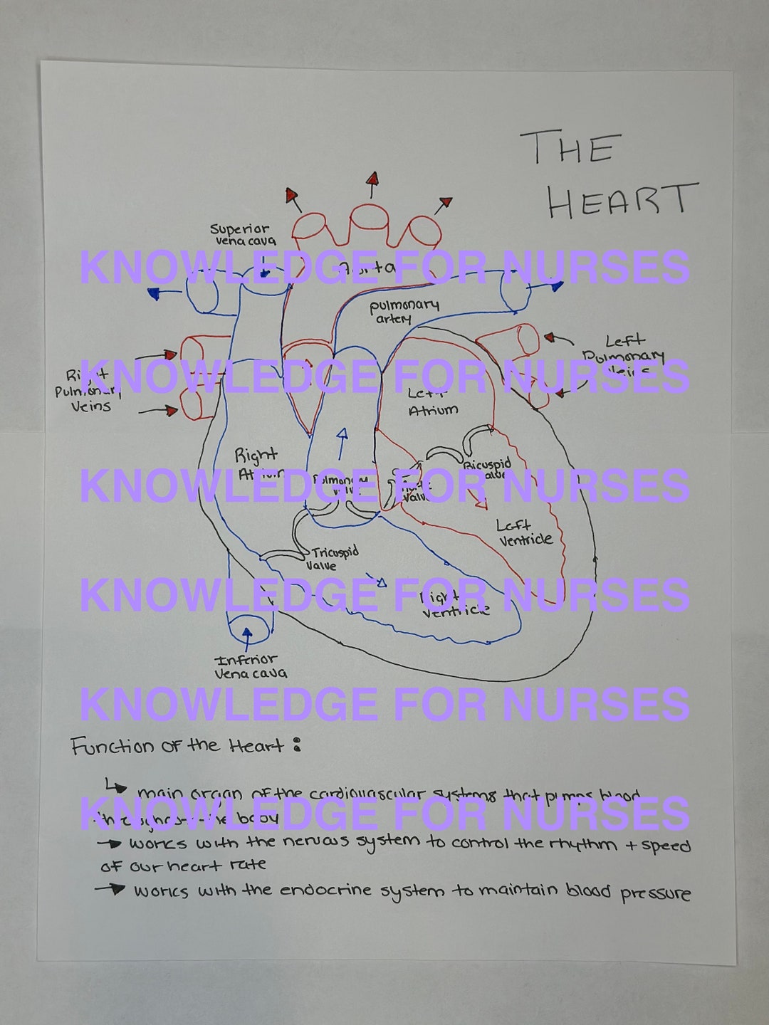 The Heart Anatomy and Blood Flow Quick Study Guide for Nurses/nursing ...
