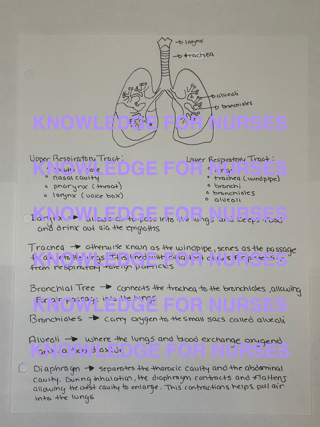 Lung Anatomy Quick Study Sheet With Diagram for Nurses and Nursing ...