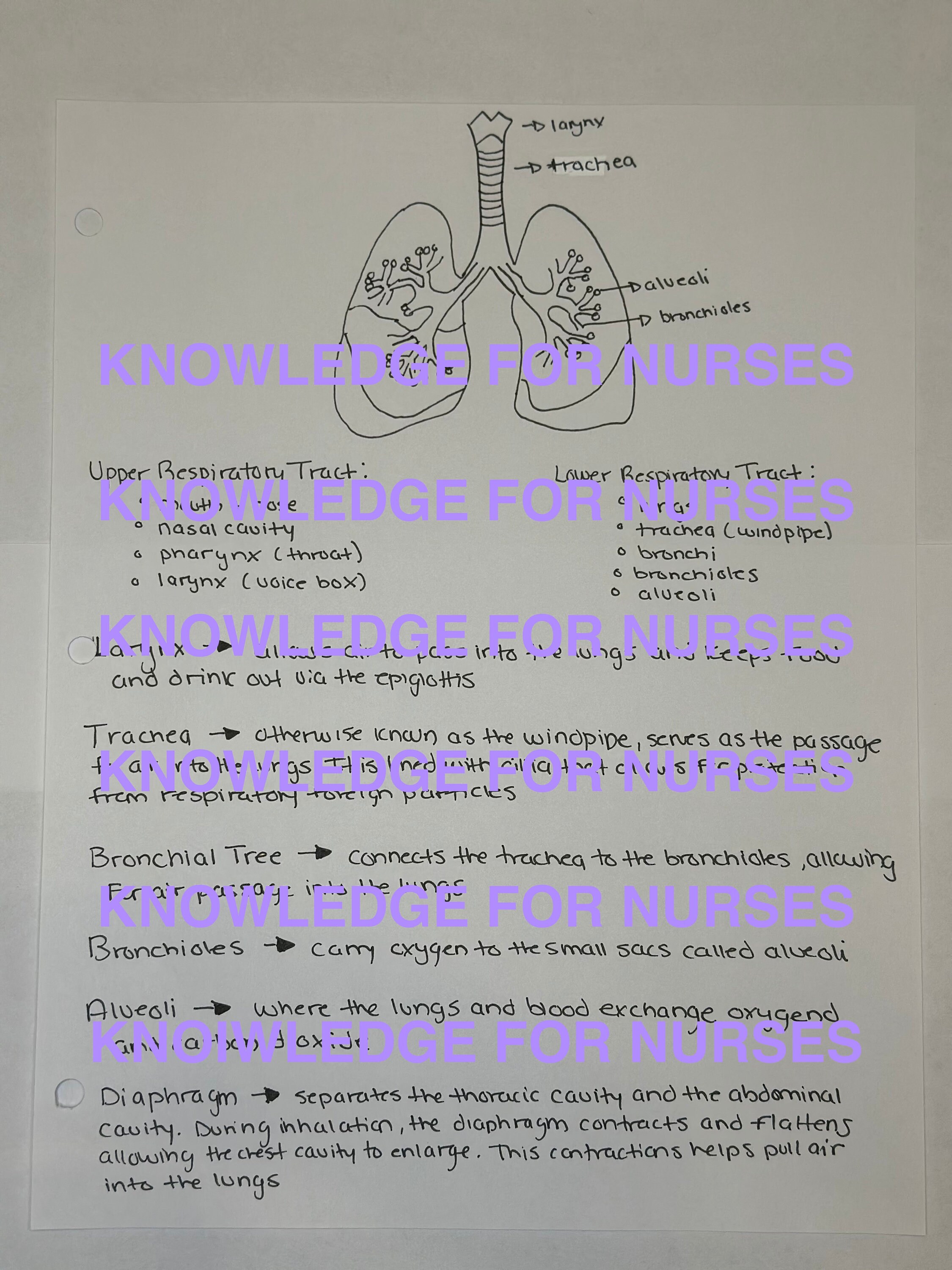 Lung Anatomy Quick Study Sheet With Diagram for Nurses and Nursing ...
