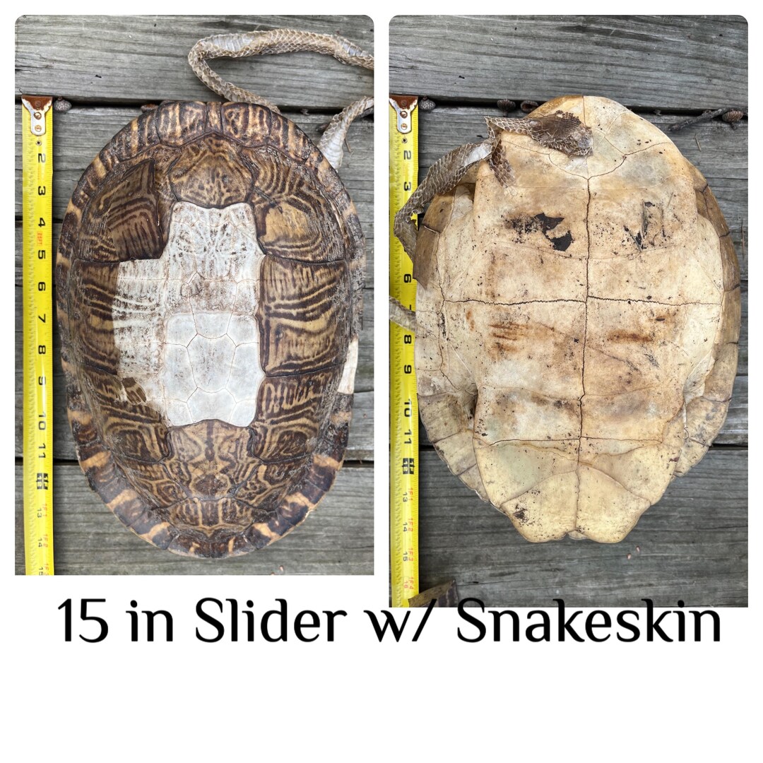 Natural Louisiana Turtle Shells - Etsy
