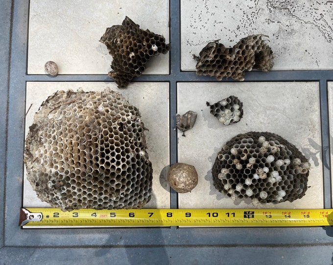Wasp Nest #5 - Natural Wasp Nest - Insect Taxidermy - Etsy