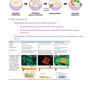 Eukaryotes and Prokaryotes - Etsy