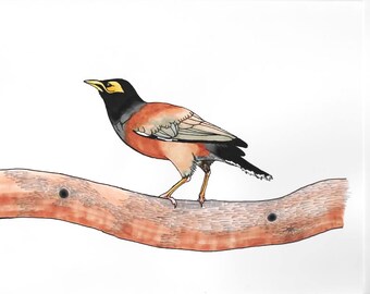 Myna Bird Art - Etsy