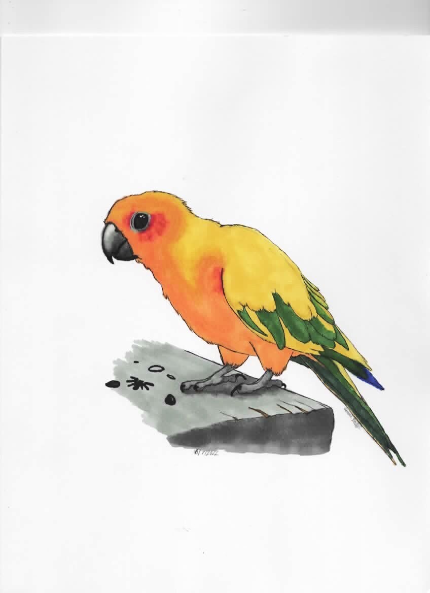 Conure Parrot Drawing