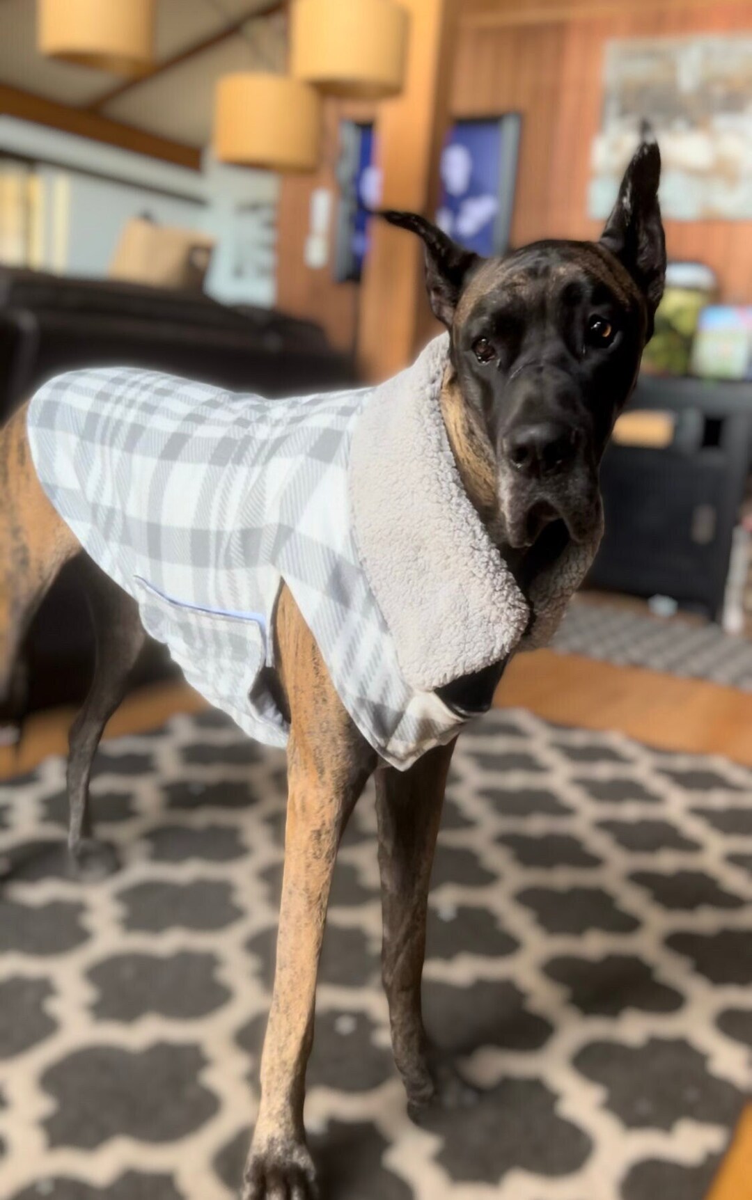 Great Dane/big Dog Double Layered Dino Print Fleece Cold Weather Vest ...