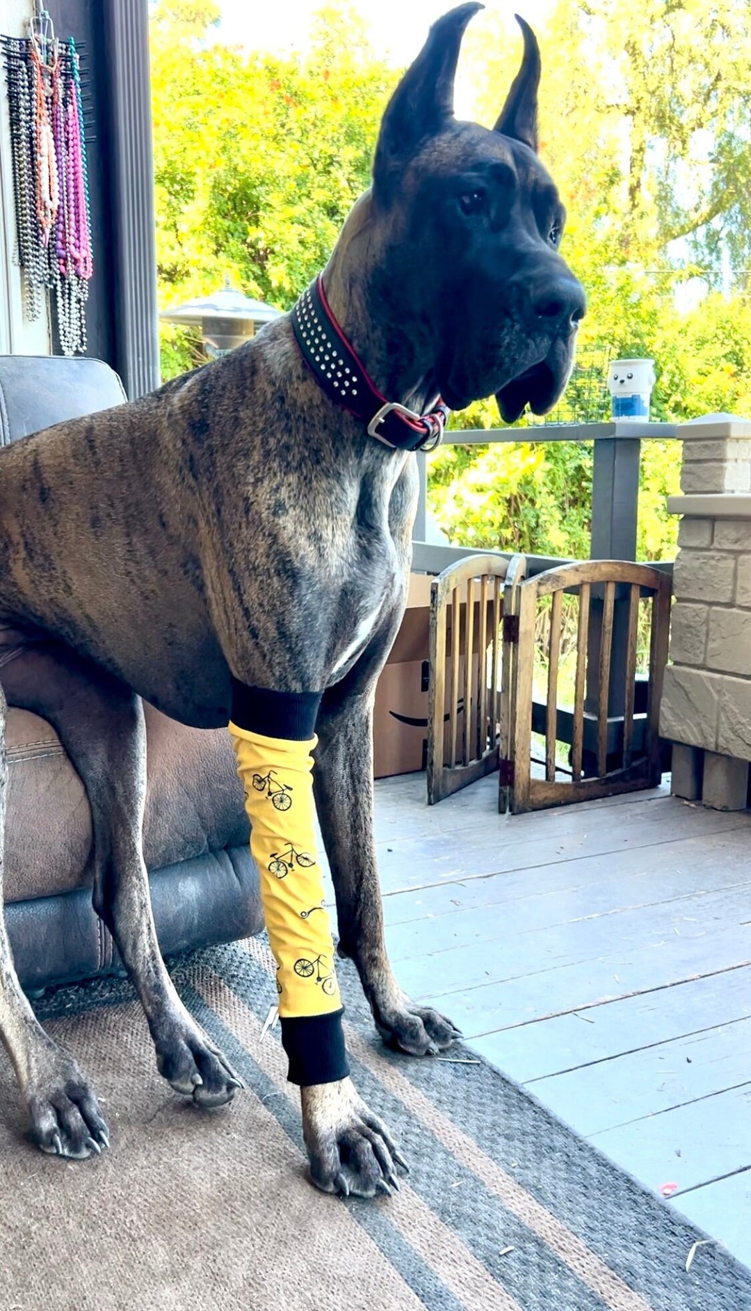 Great Dane Front Leg Wound / Granuloma Protector Sleeve, Anti Itch ...