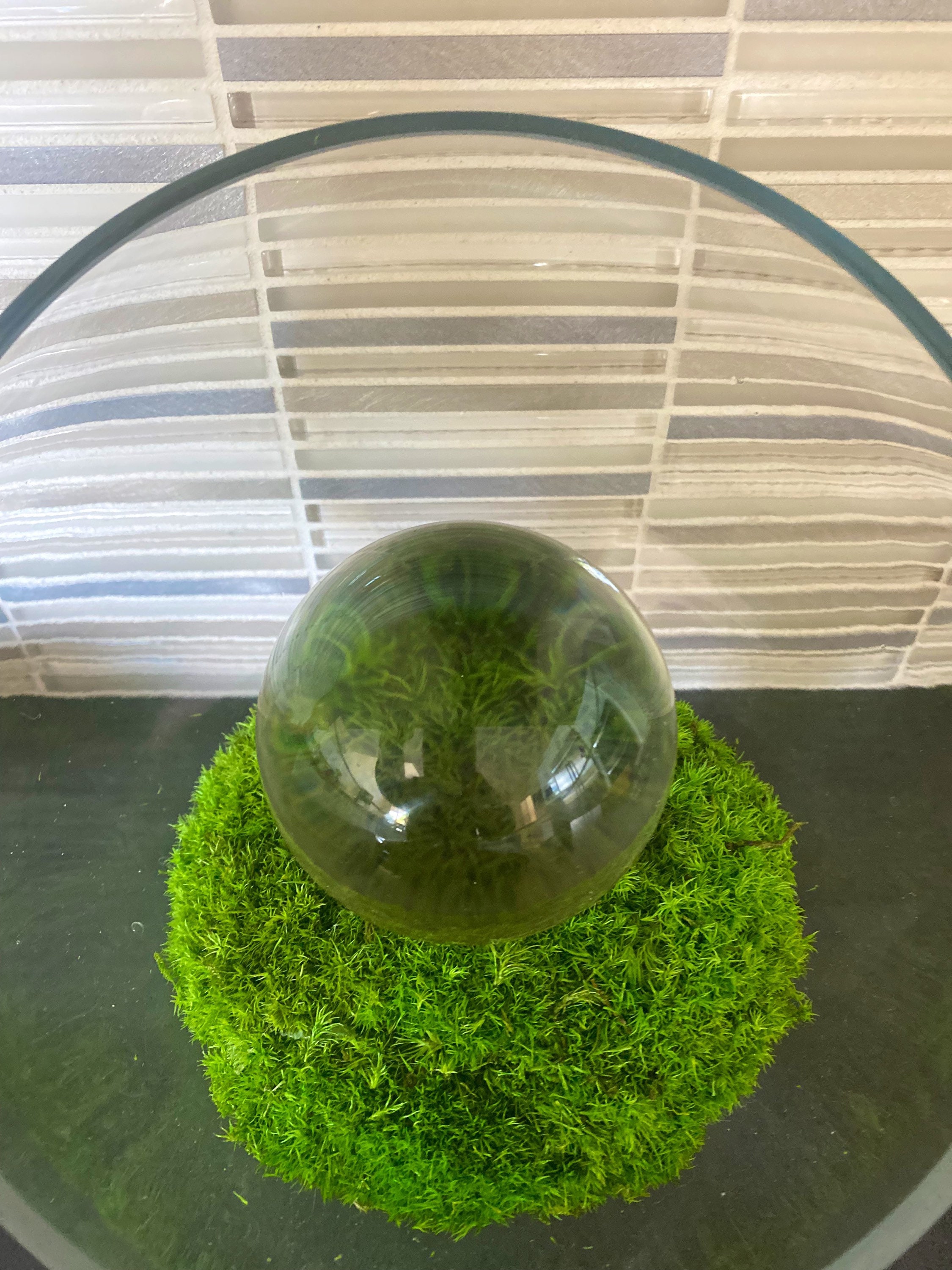 Moss Arrangement Preserved Moss in Glass Home Decor Large Quartz ...